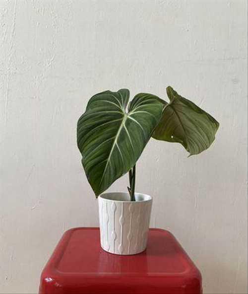 Филодендрон глориосум (philodendron gloriosum)