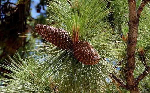 Семена сосна желтая ponderosa