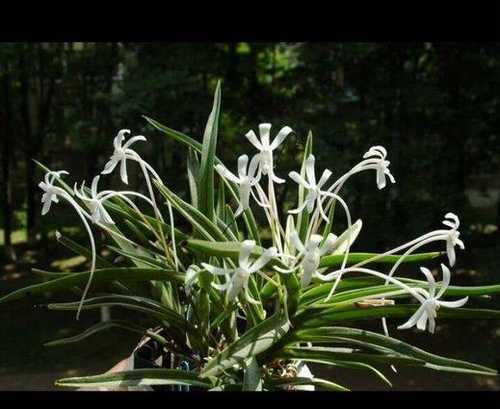 Neofinetia falcata Homeiden, Houmeiden