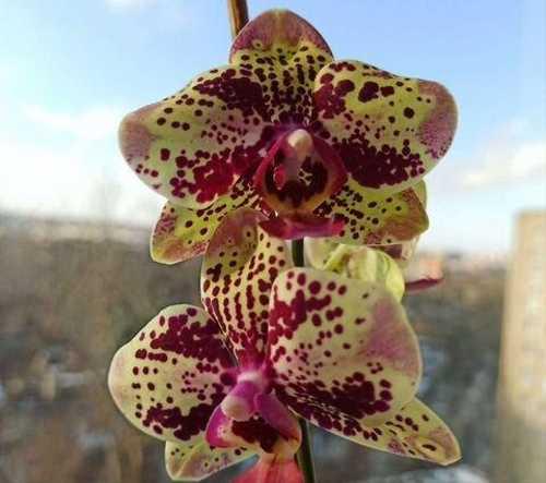 Орхидея Фронтера Frontera фаленопсис