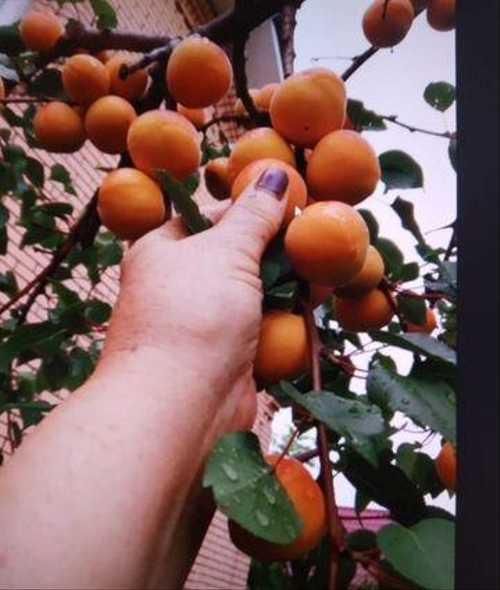 Саженцы абрикоса, фундука, японской айвы, тибетско