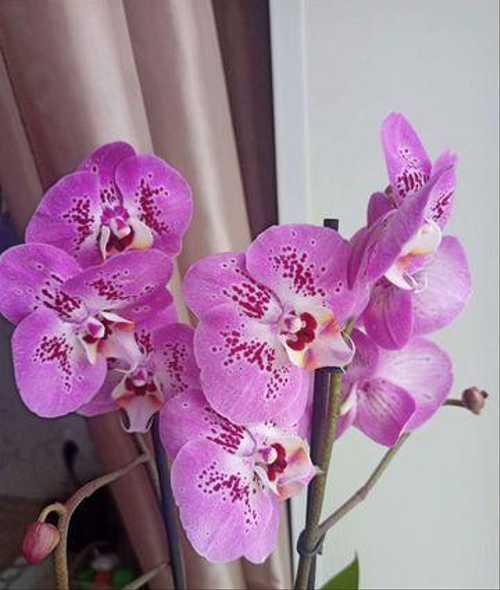 Цветущая Орхидея фаленопсис