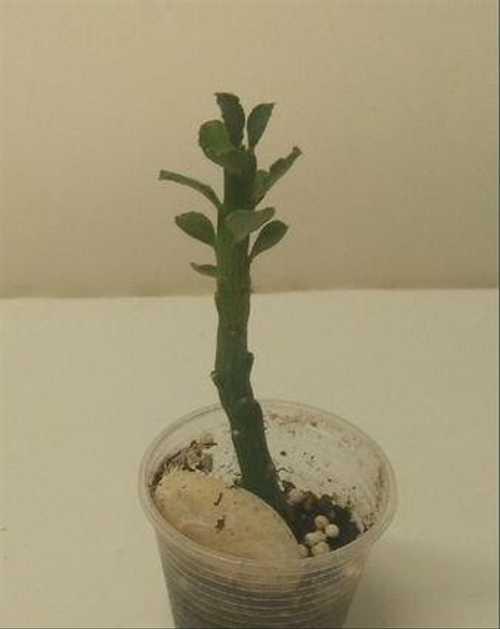Monadenium ellenbeckii (Монадениум Элленбека)