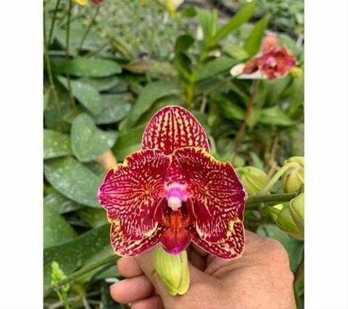 Орхидея фаленопсис Cherry Bomb ES-2