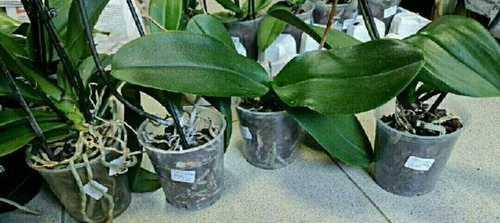 Отцветшие Орхидеи