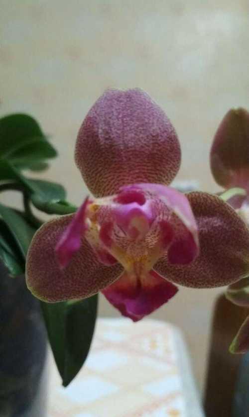 Орхидея фаленопсис-ароматный пелорик