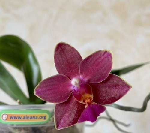 Орхидея Phal. Chienlung Red King