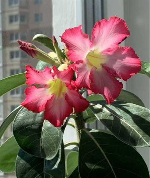 Адениум тучный adenium