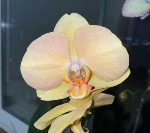Орхидея фаленопсис Лоттери Принц/ Карина