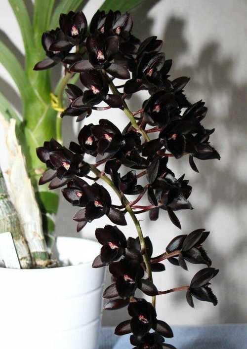 Fredclarkeara After Dark 'SVO Black Pearl'