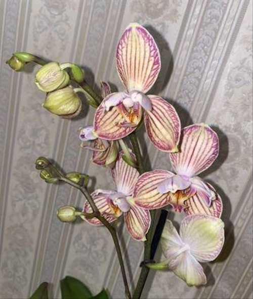 Орхидея торино бантик