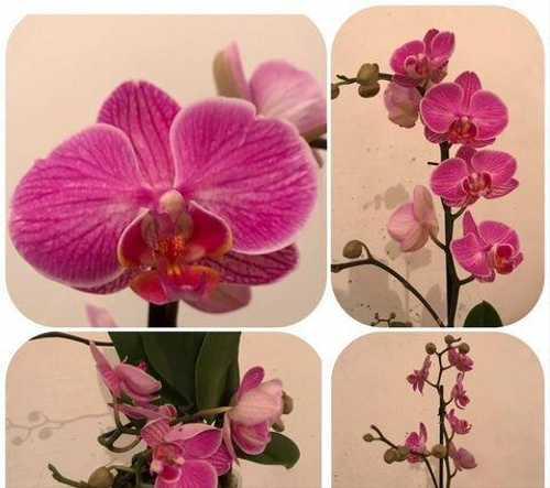 Сортовая цветущая Орхидея Фаленопсис