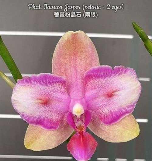 Орхидея Taisuco Jasper (peloric - 2 eyes) мериклон