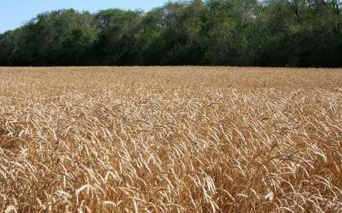 Семена озимых культур, Рожь сорт Башкиркая 1