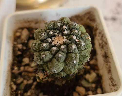Суккуленты. Copiapoa hypogaea FR261