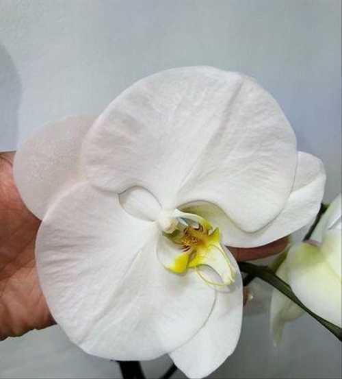 Орхидея фаленопсис сого юкидан