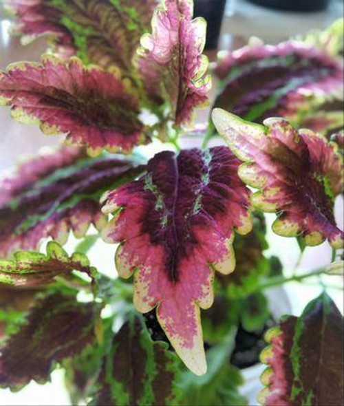 Колеусы, набор растений