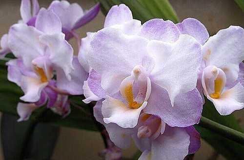 Продам орхидею Phal. Liu's Sakura 'Kf