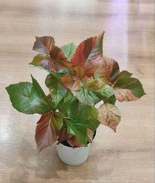 Акалифа вариегатная/Acalypha variegata