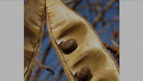 Акация белая робиния семена и саженцы