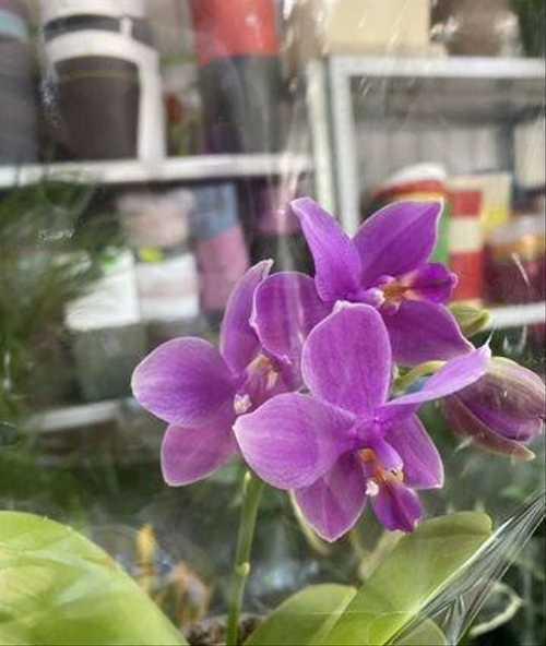 Орхидея фаленопсис Виолацея арома