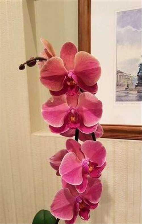 Narbonne орхидея фаленопсис цветущая с бутонами