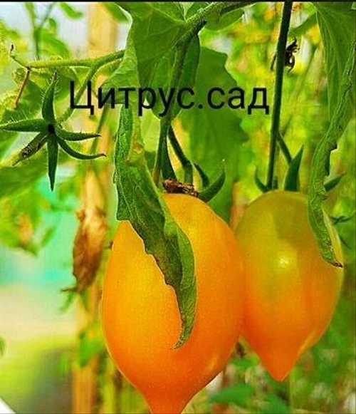 Семена томатов, перцев, кабачков, вьетнам.дыни