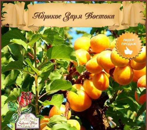 Саженцы Абрикос Заря Востока