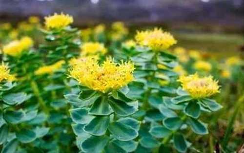 Золотой корень, родиола розовая