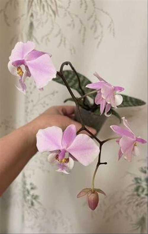 Орхидея Phalaenopsis schilleriana "MSH"