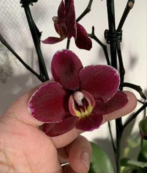 Орхидея фаленопсис Ола