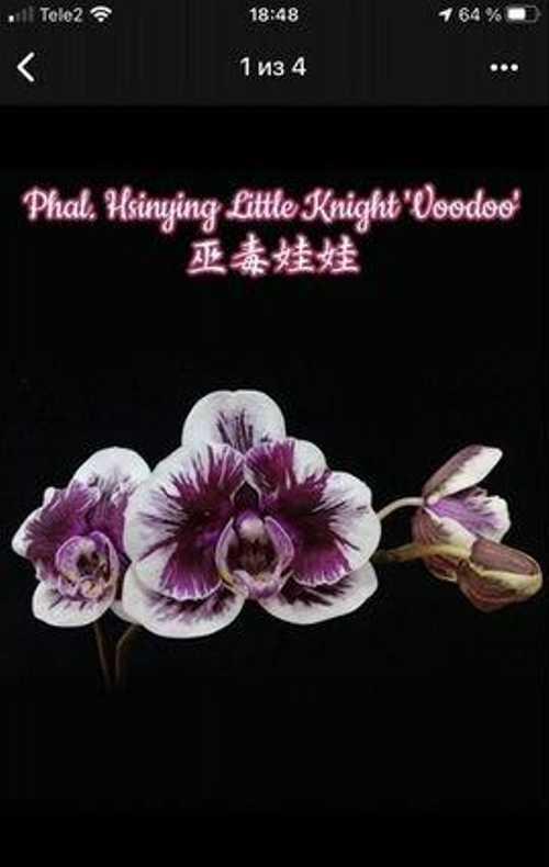 Орхидея фаленопсис Hsinying Little Knight 'Voodoo'