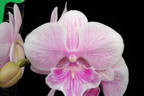 Орхидея фаленопсис Younghome Pinying