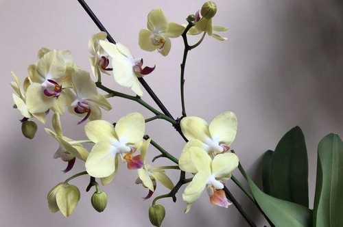 Орхидея фаленопсис Phalaenopsis