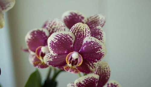 Орхидея Фаленопсис Streetwise