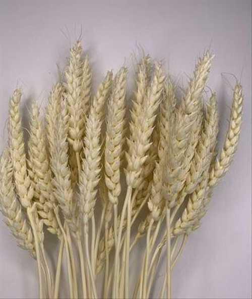 Пшеница сухоцвет тритикум колосья