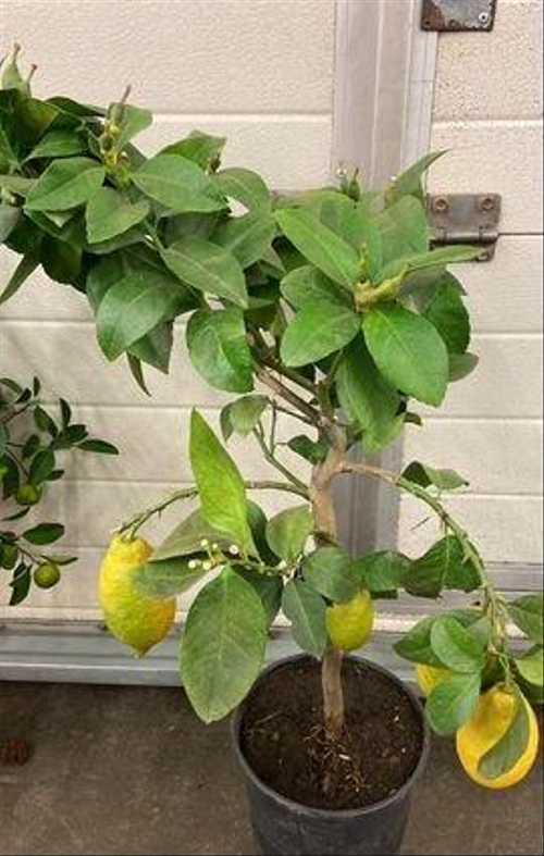 Лимонное дерево Лимон