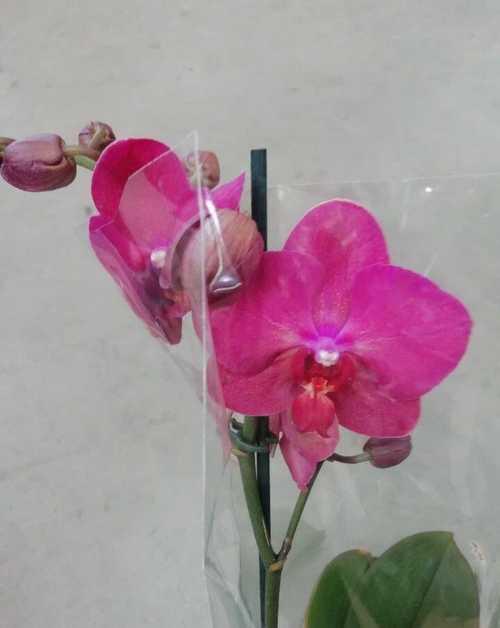 Орхидея фаленопсис Мультифлора Ало-бордовая восков