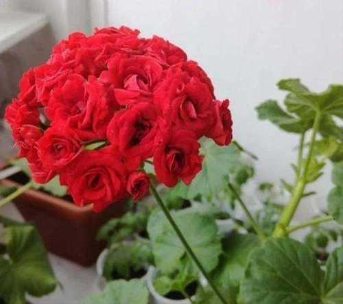 Герани и пеларгония для дома и дачи