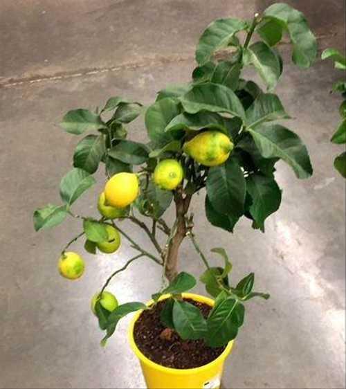 Лимонное Дерево с созревающими плодами Н -70-80 см