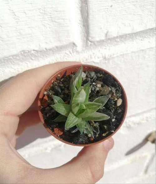 Хавортия сп. вариегатная (Haworthia sp. var.)