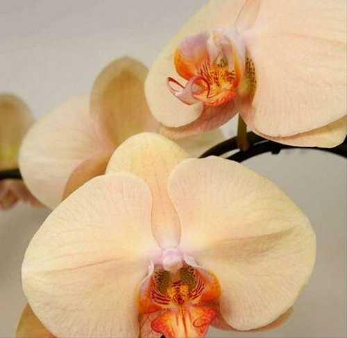 Орхидея Леди мармелад