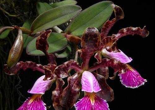 Орхидея каттлея cattleya schilleriana 1561