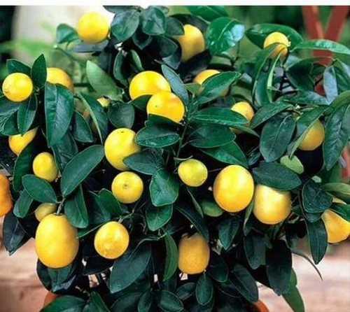 Отростки узбекского лимона