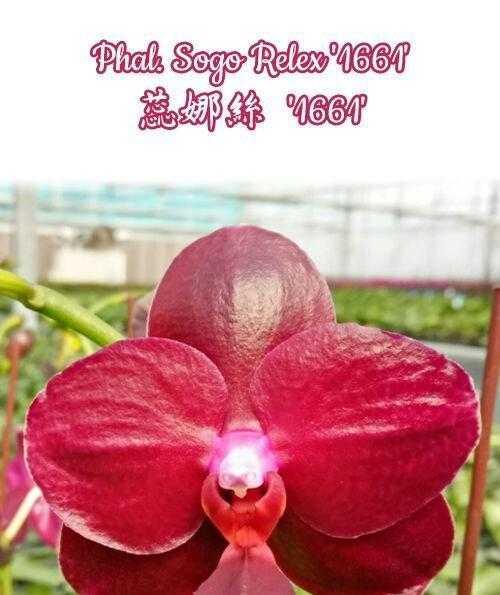 Орхидея Phalaenopsis Sogo Relex