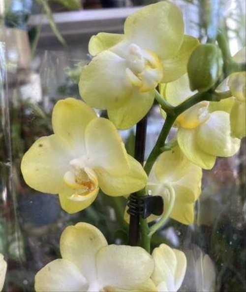 Орхидея фаленопсис sogo shito yellow