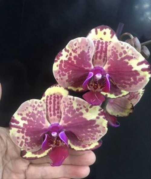 Орхидея фаленопсис Иса или Аркс рей