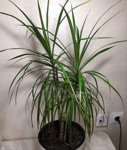 Драцена (Dracaena)