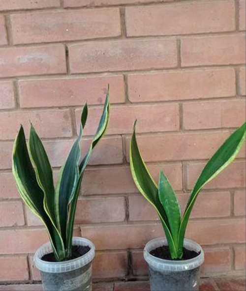 Сансевиерия Лауренти Sansevieria Lauren