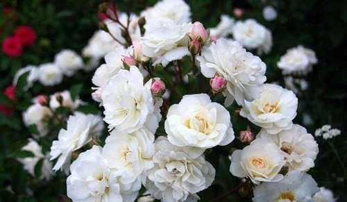 Роза парковая белоснежная красавица